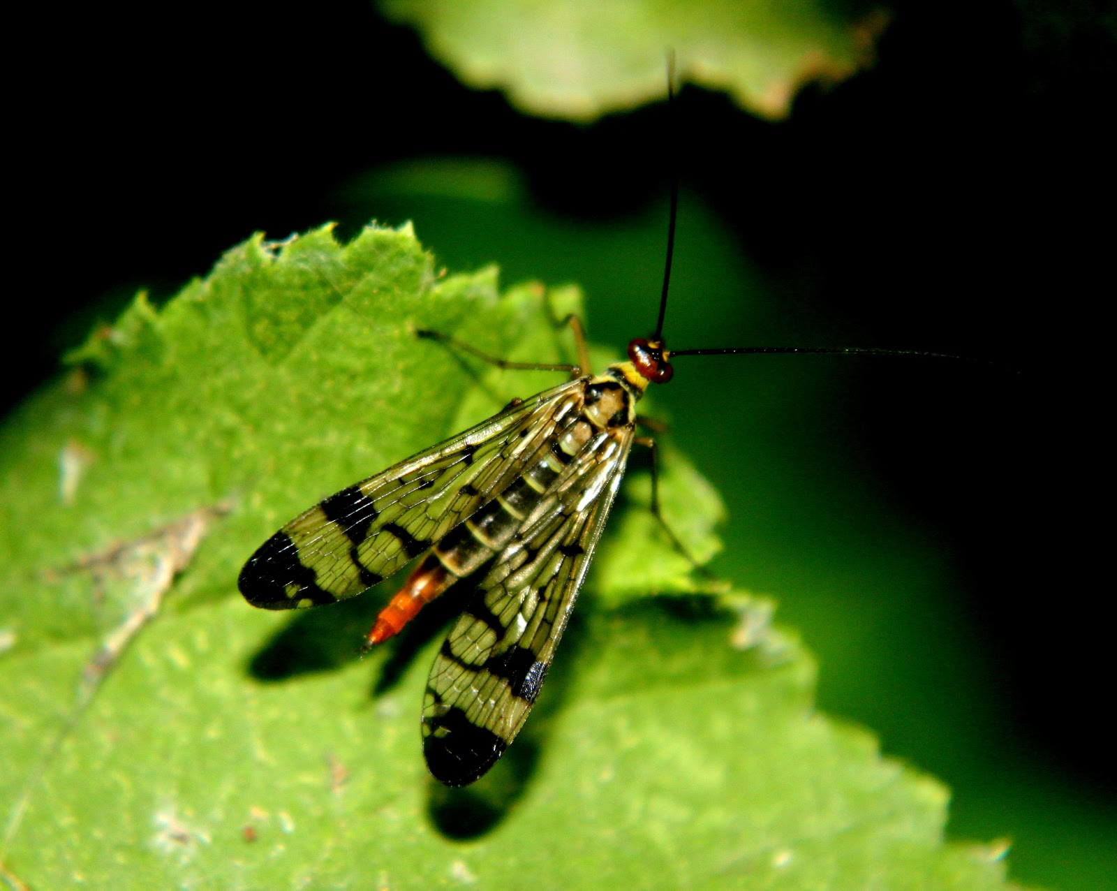 Paolo Bostjancic photographer: insetti