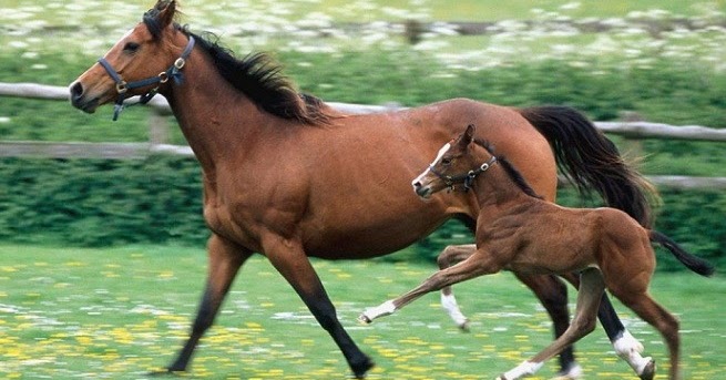 ZDR: El sistema circulatorio del caballo