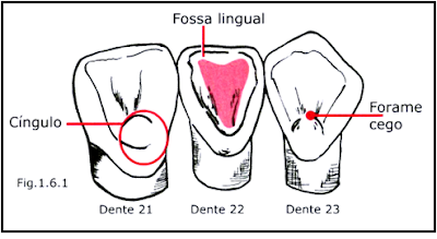 Aula de Anatomia Dental - Incisivo Lateral Superior - Dente 12 e 22