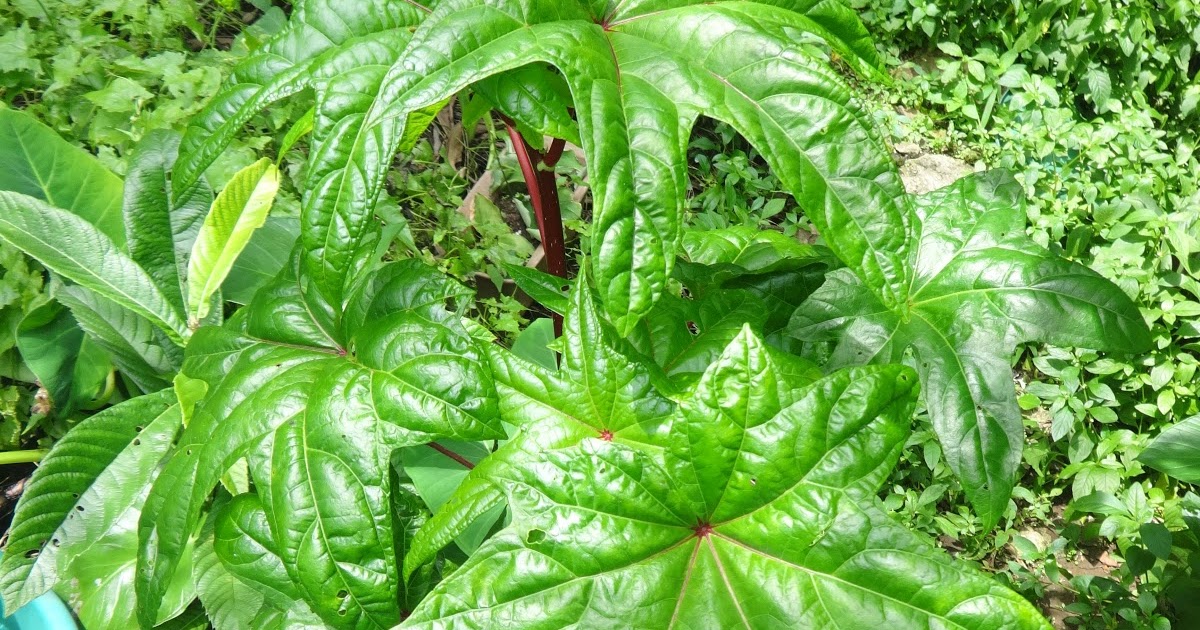 Abelmoschus manihot - Aibika, Gedi, Bele | INDEX OF HERBAL