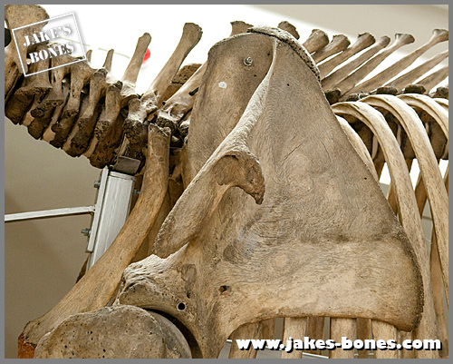 Looking closely at an Indian elephant skeleton : Jake's Bones