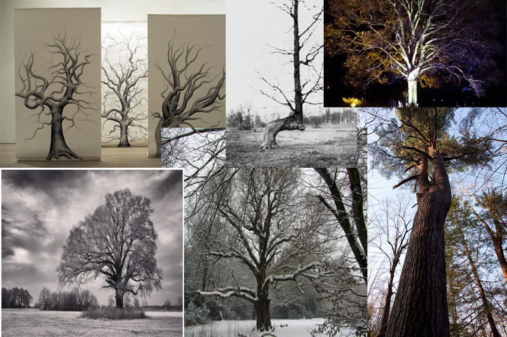 CGA: A Tree With Character