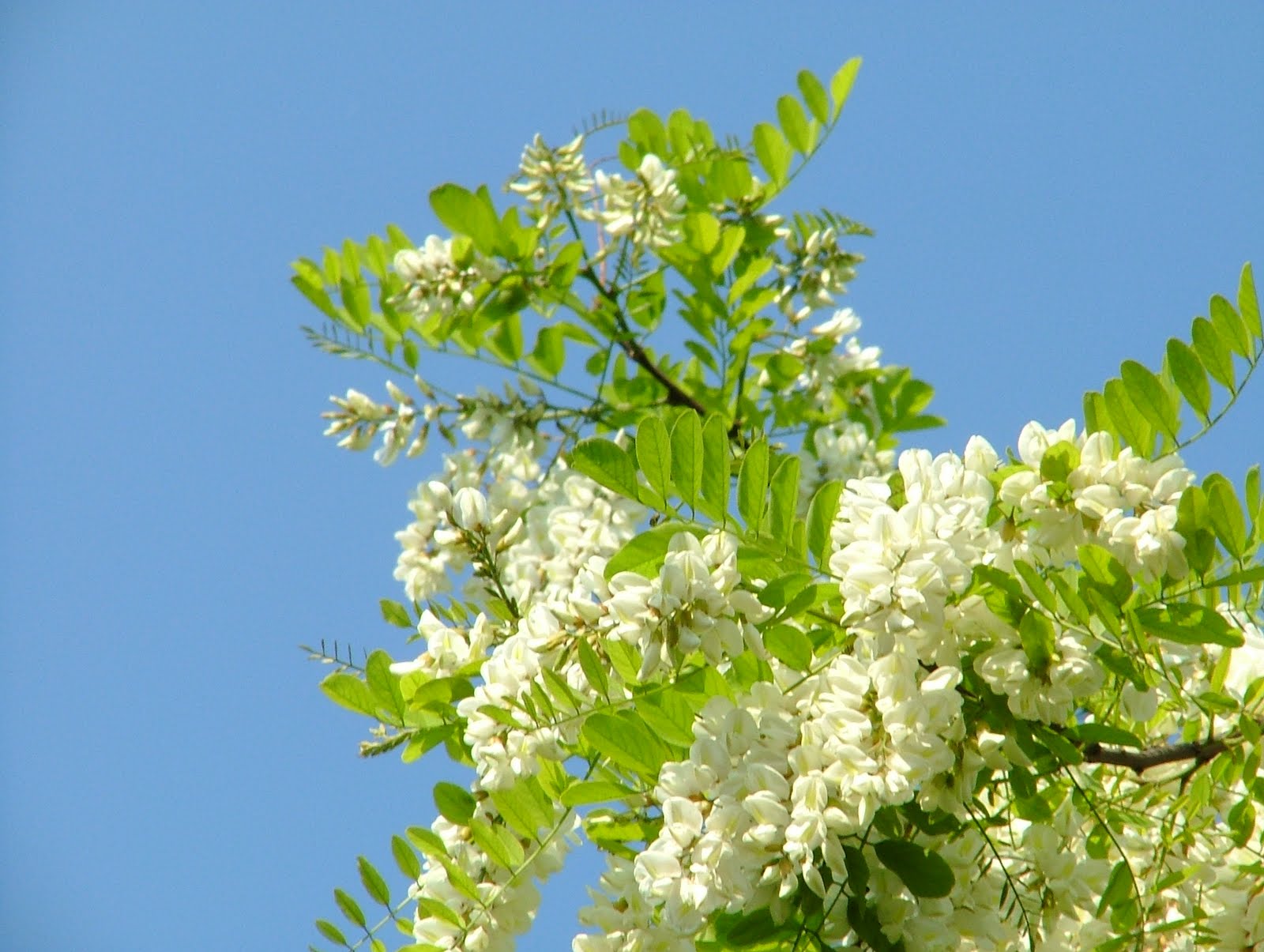 TomaMarius'Foto: Floare de salcam!