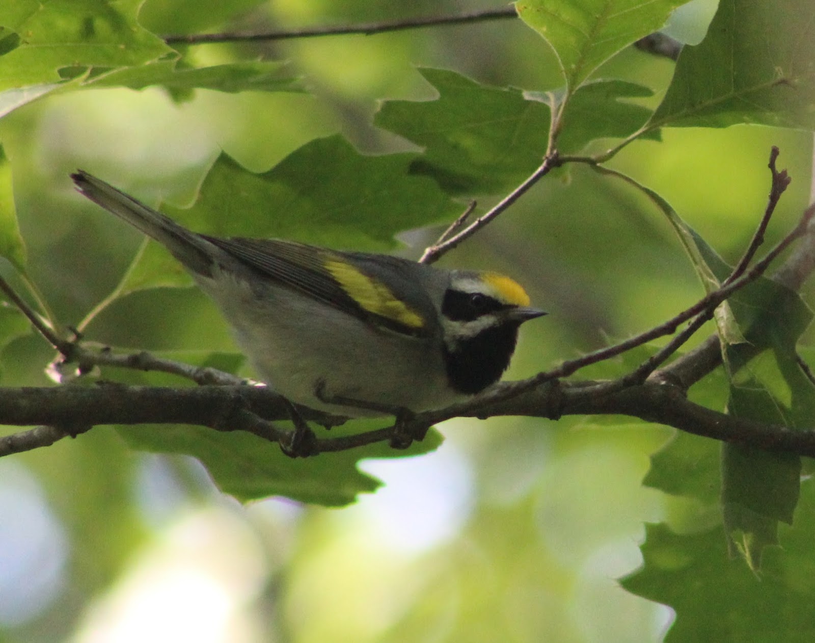 Tommy D's Birding Expeditions: Wisconsin Warblers