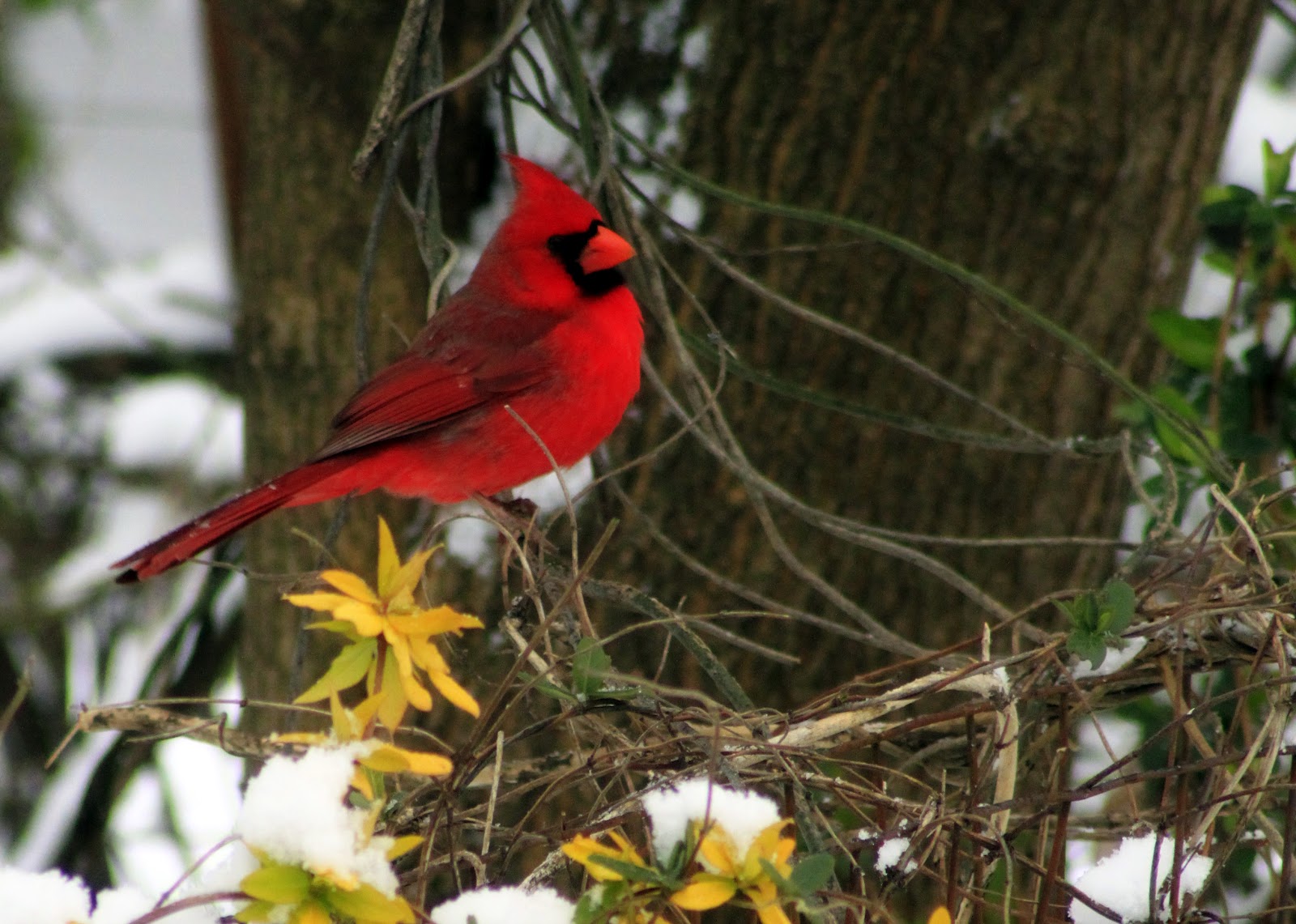 Ponderings of an Elect Exile: focused on Glory...Birds in the Snow