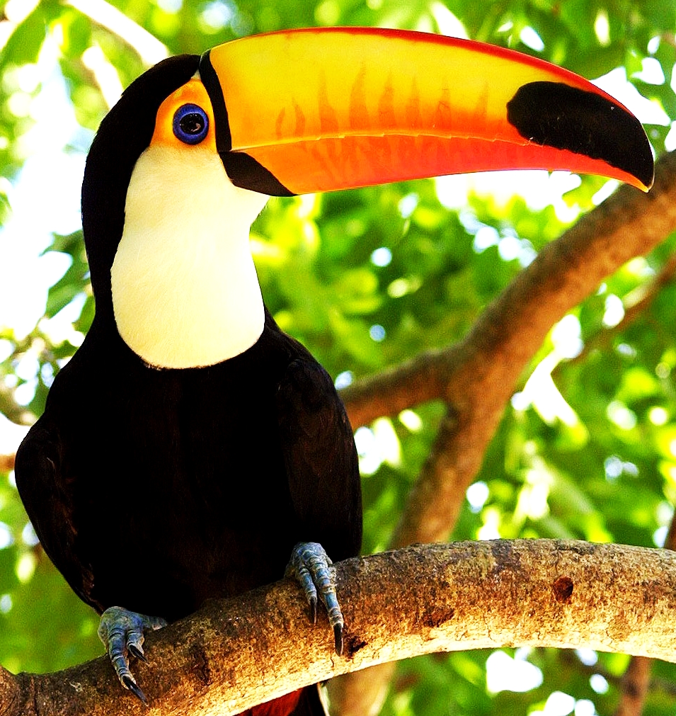 Caderno de biologia.: Bicho da semana: Tucano.