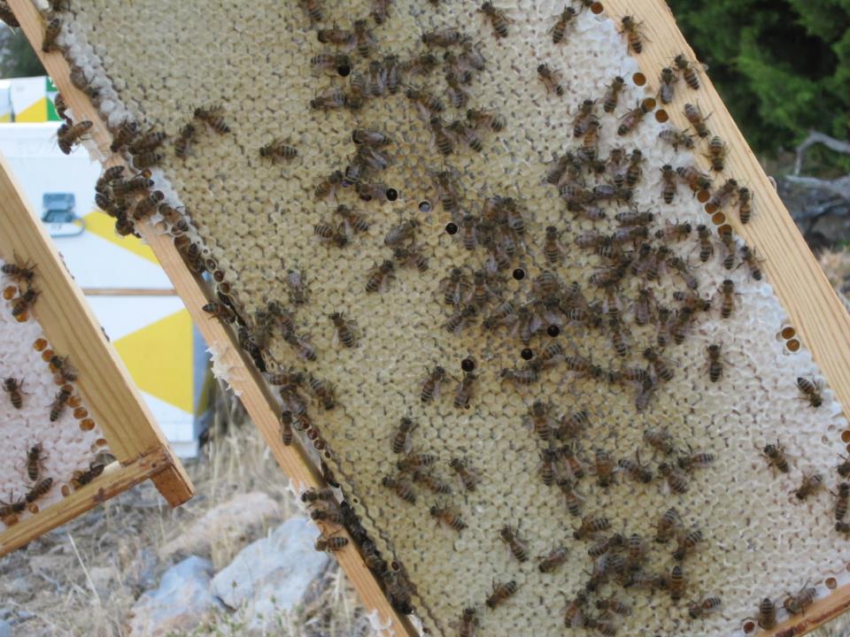 ΜΕΛΙΣΣΟΚΟΜΙΑ ΝΑΞΟΥ-NAXOS BEE: ΕΙΚΟΝΕΣ ΑΠΟ ΤΟ ΜΕΛΙΣΣΟΚΟΜΕΙΟ ΜΟΥ ΣΕ ...