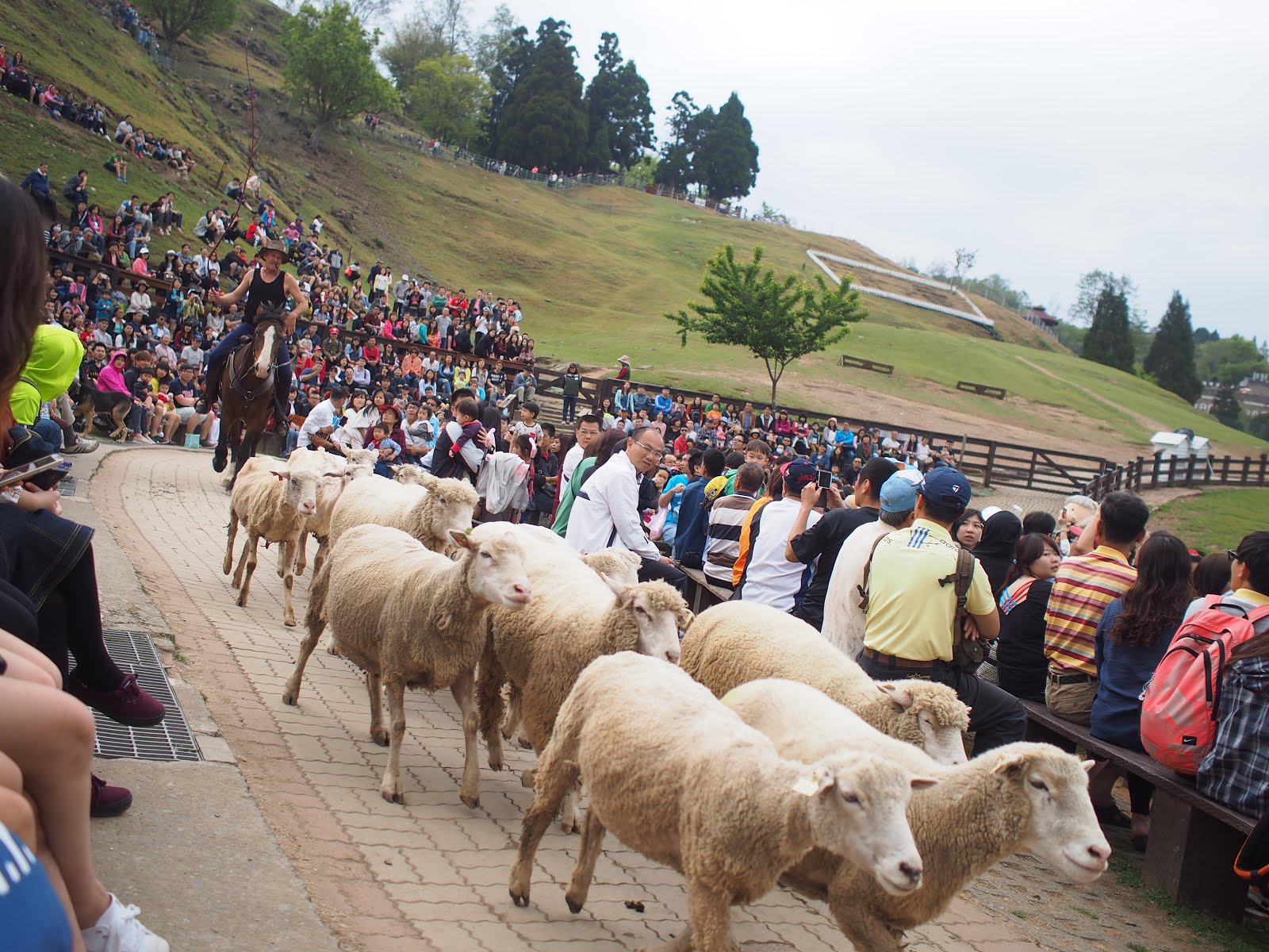 4 Ways To Spend 2D1N Around Cingjing Farm, Nantou, Taiwan - Jiahui Muses