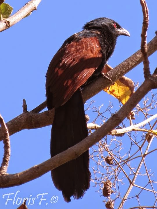 Tierra de cucos, cuclillos, críalos, turacos: Cucal malgache (Centropus ...