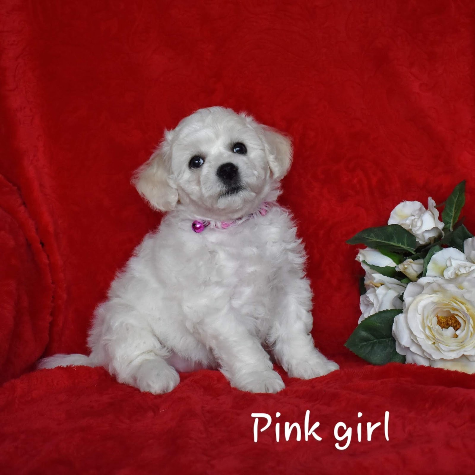 Kay-Tay Bichon Frise