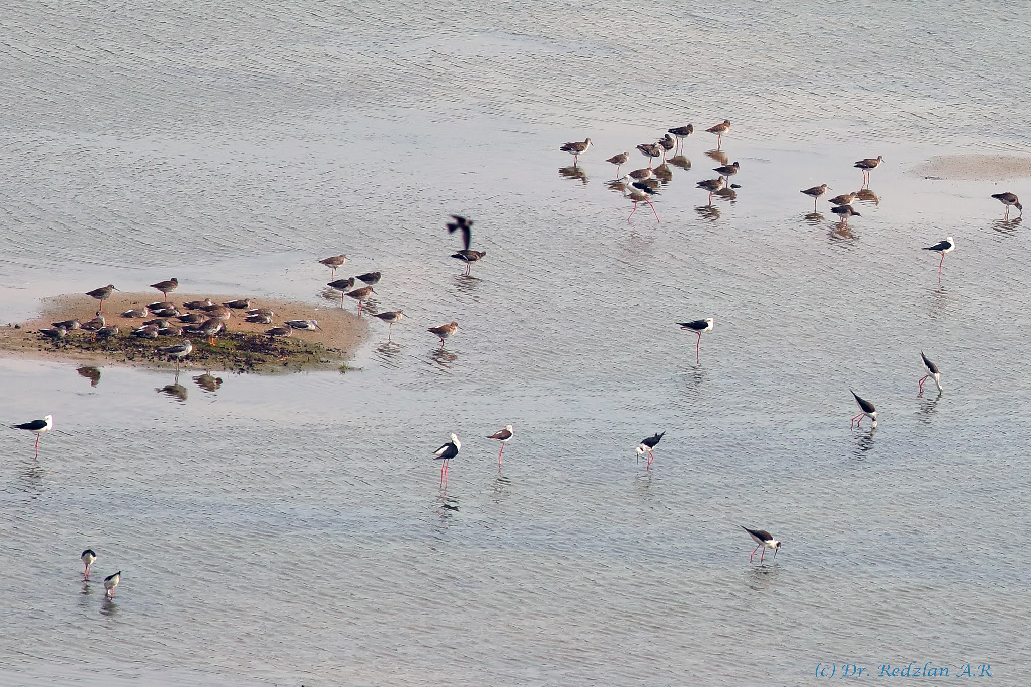 Birds and Nature Photography @ Raub: Birding in Malacca mudflat ...
