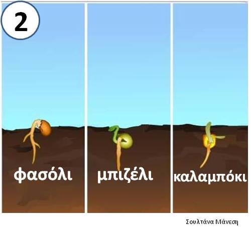 ΝΗΠΙΟΚΑΜΩΜΑΤΑ: ΑΠΟ ΤΟ ΣΠΟΡΑΚΙ ΣΤΟ ΦΥΤΟ