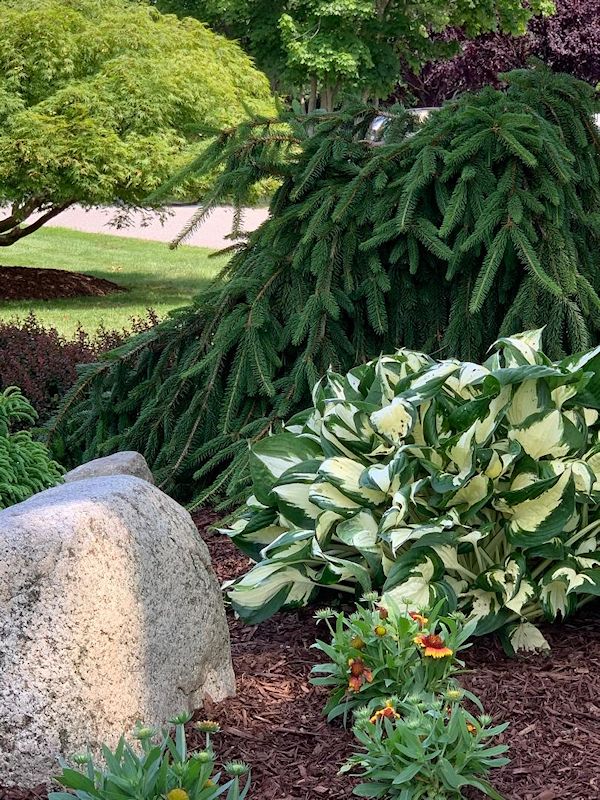 A GUIDE TO NORTHEASTERN GARDENING: Garden Bloggers' Bloom Day & Foliage ...