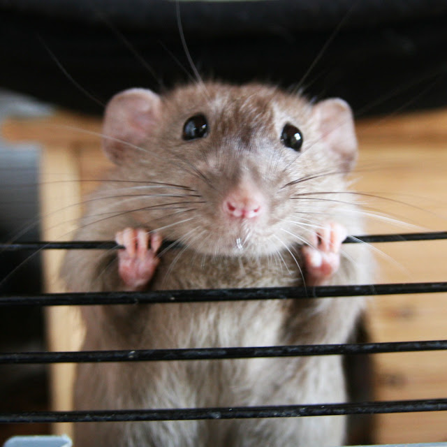 PiggieLuv: Sunday is rattie fun day!