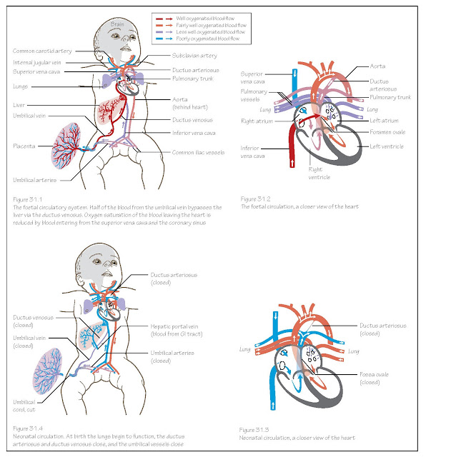 Circulation System: Changes At Birth - pediagenosis