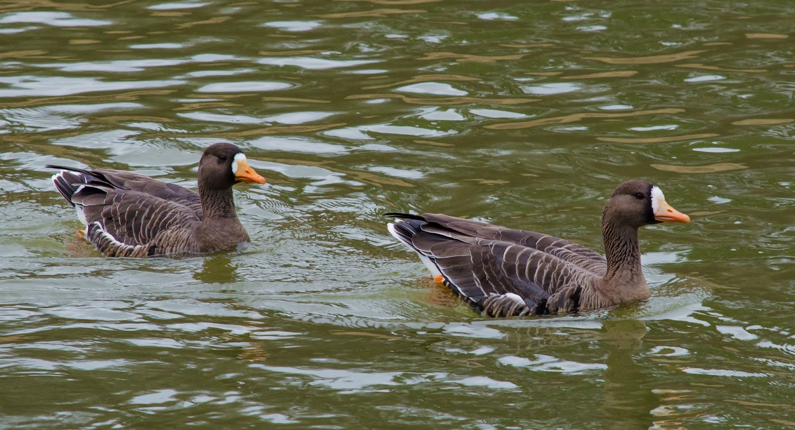 On the Subject of Nature: Two Rare Geese on the Hocking!