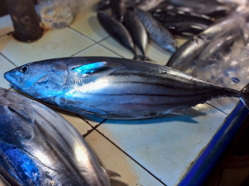 All about tuna | dead-hungry