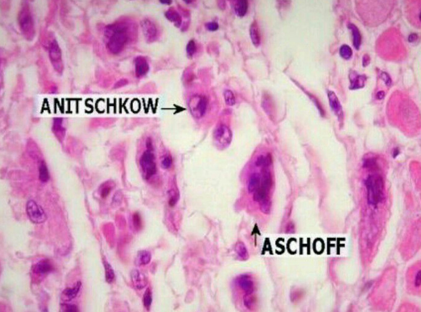 HISTOSLIDES: CELLS PART 3