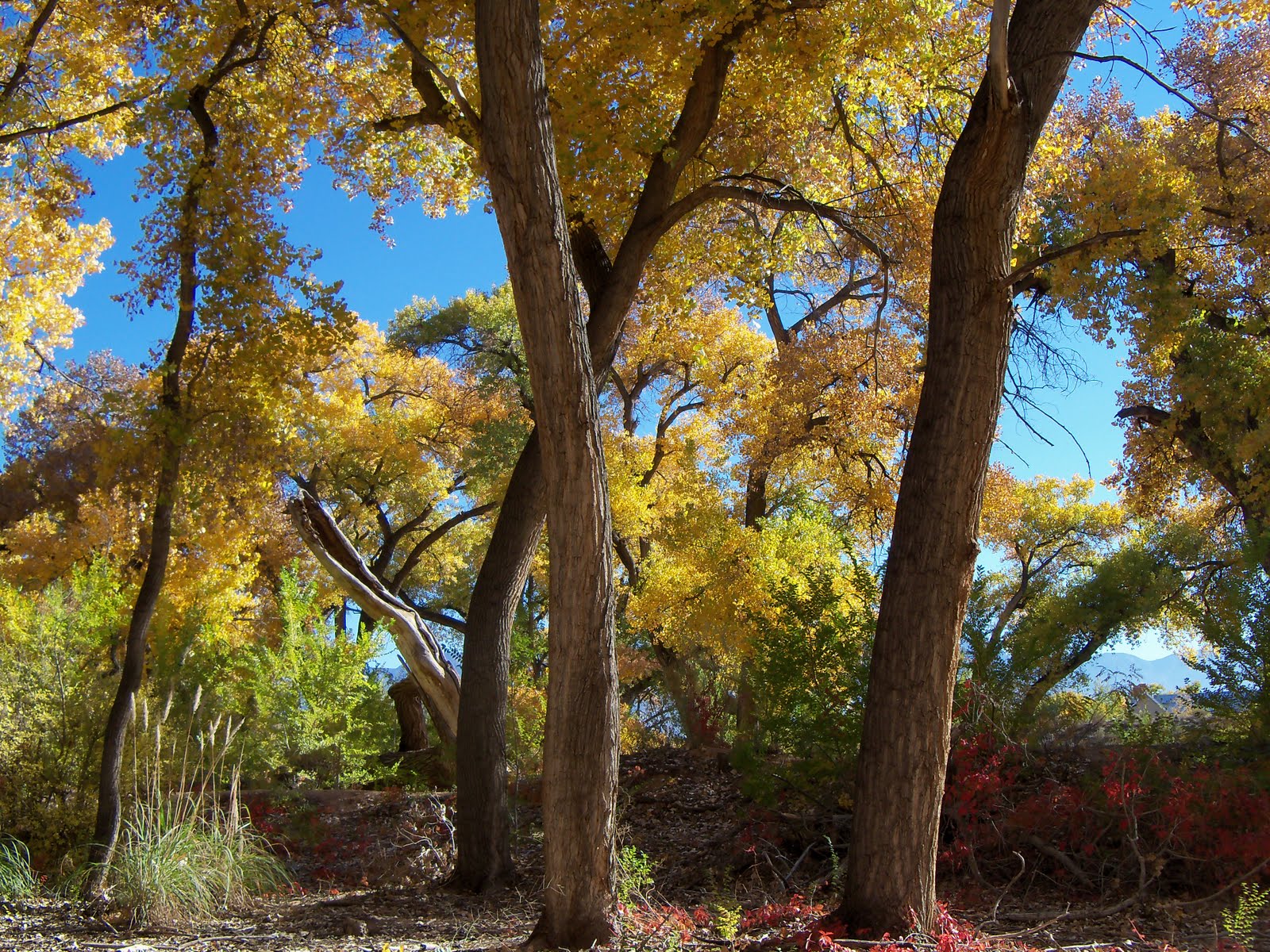 Tumbleweed Crossing: Cottonwood Trees Along Rio Grande River