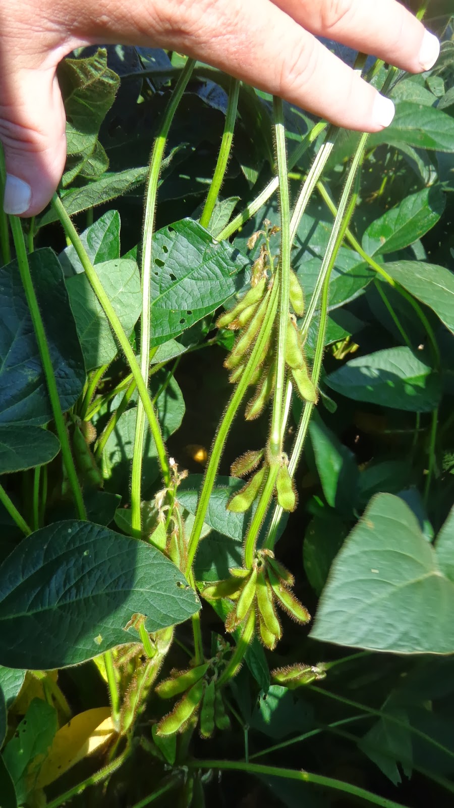 HyMark High Spots: Pulse Crops