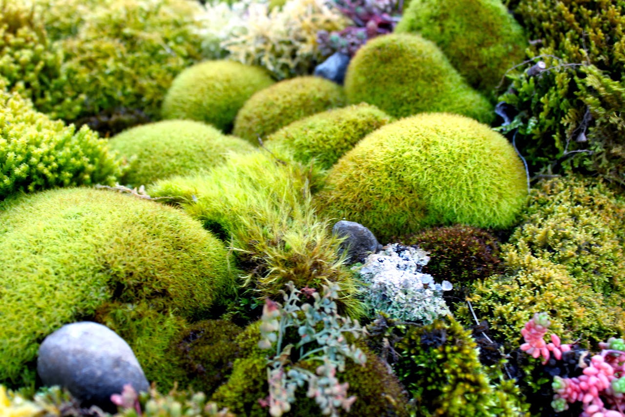 paradis express: Moss Scape