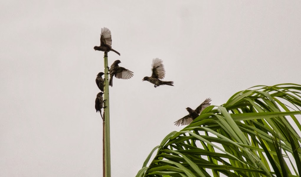 Ave Nacional de la República Dominicana: Cigua Palmera (Dulus dominicus ...