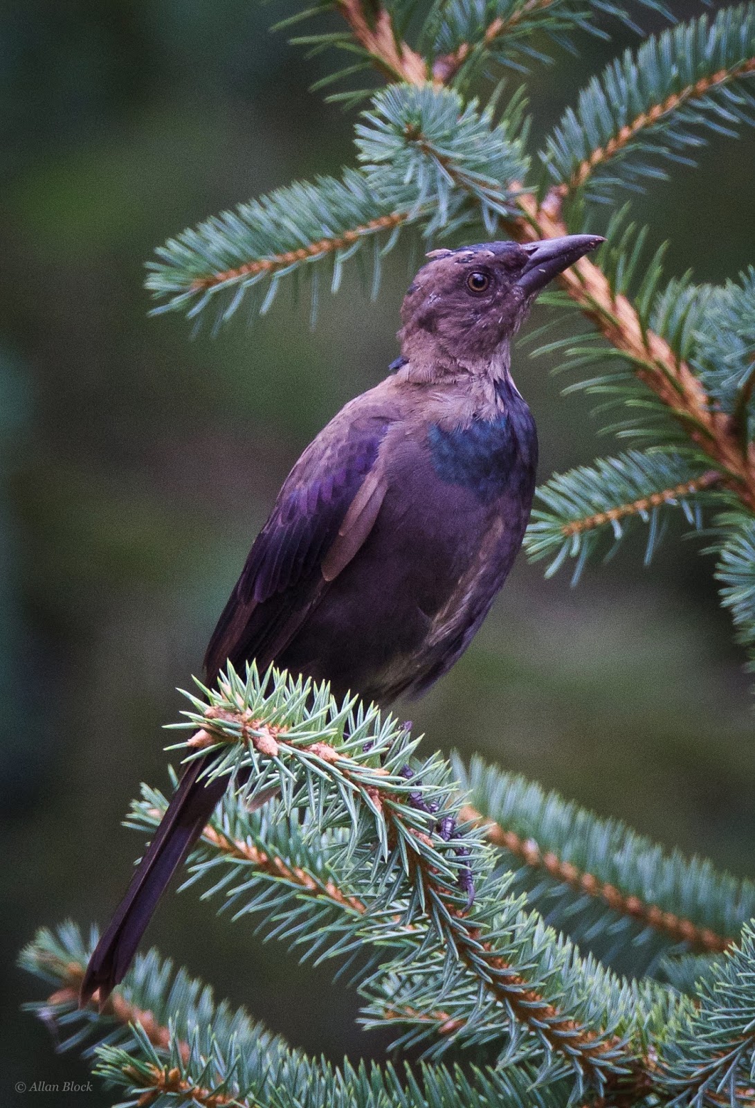 Feather Tailed Stories: Common Grackle