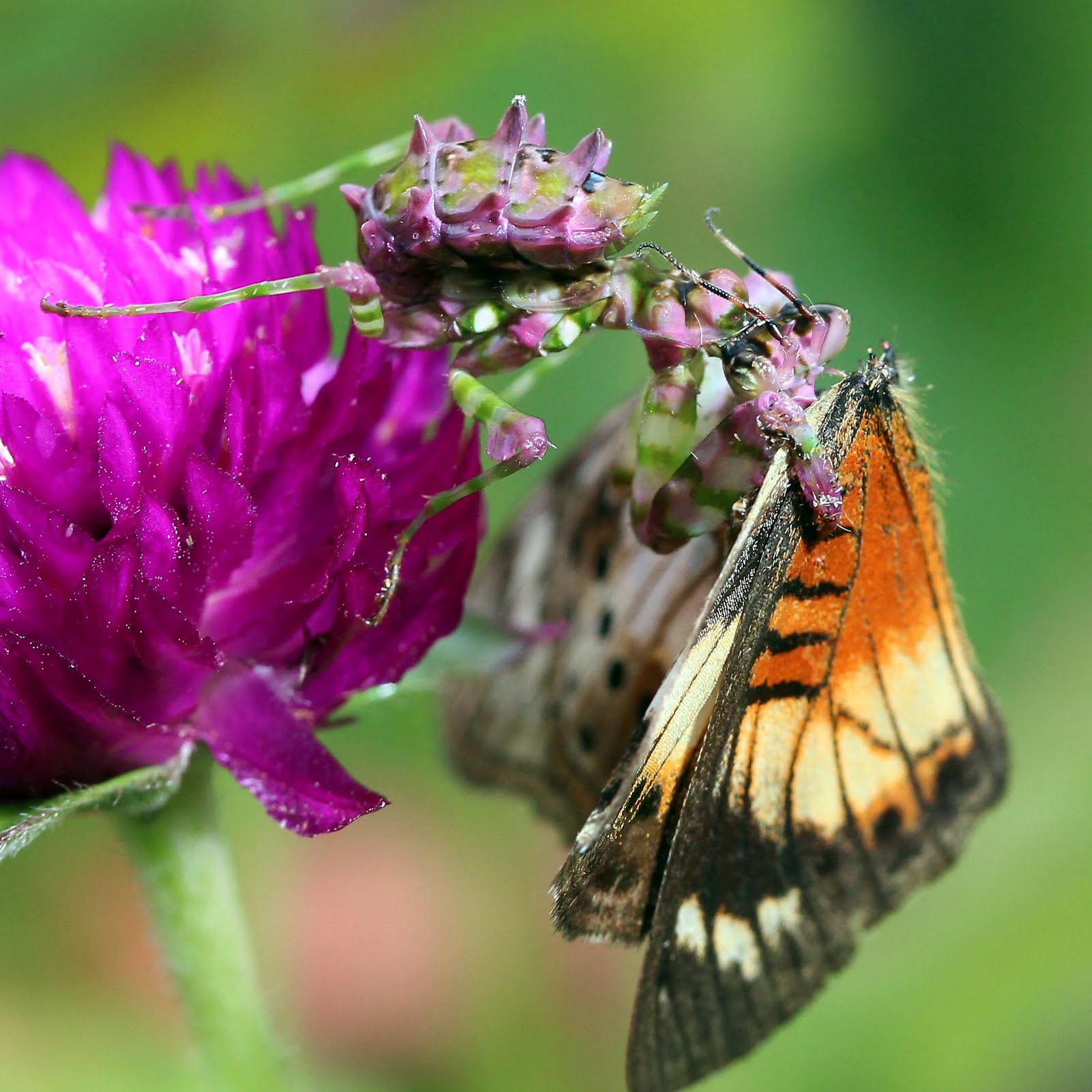 Uganda Wildlife Ecology and Travel: Spiny Flower Mantis Nymphs Part 2