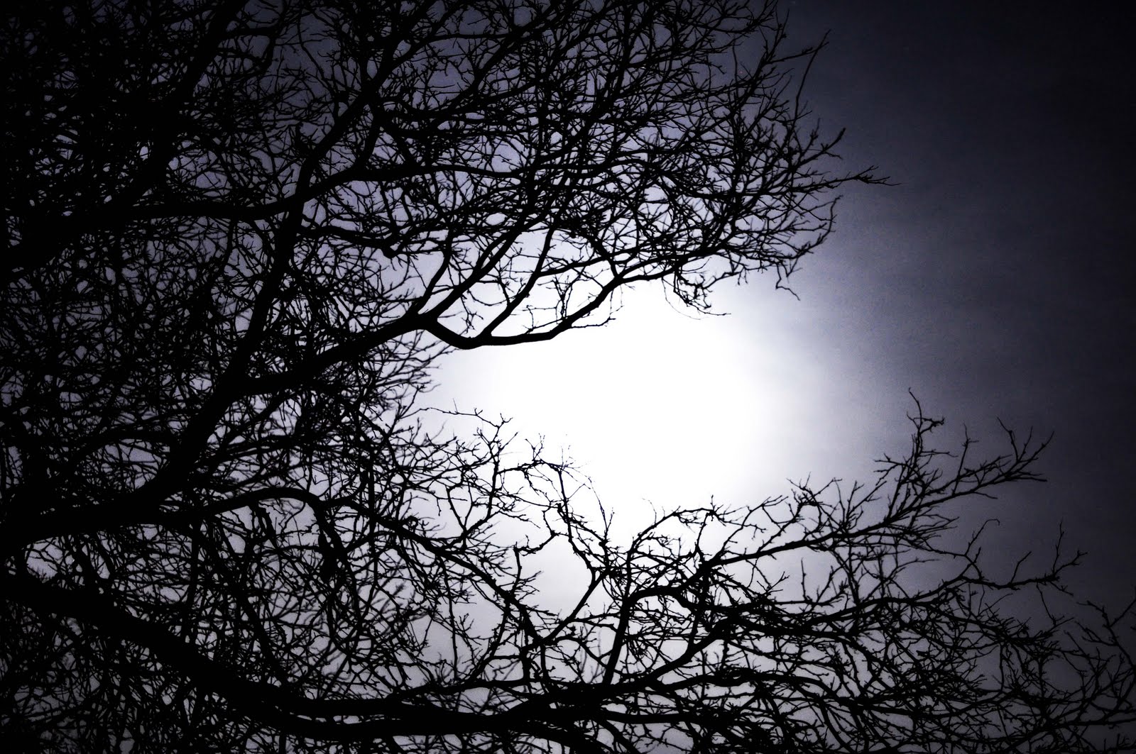 The Bills Bank: Day 80: Spooky Tree