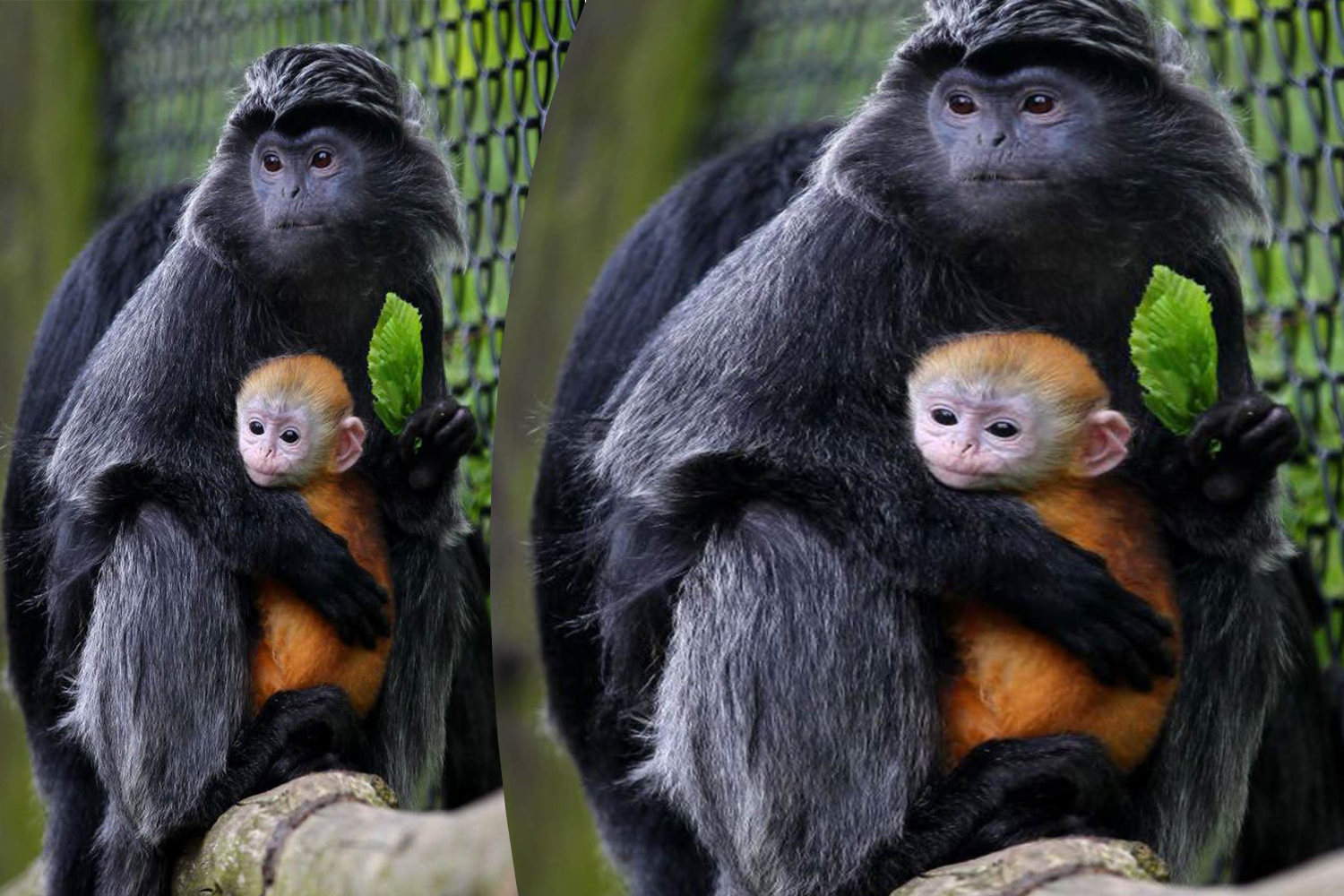 Rare javan langur monkey born at howletts wild animal park - world Animals
