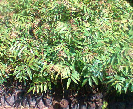 ex PLG BP DAS Cimanuk-Citanduy: TEKNIK SEMAI BIJI SUREN (Toona sureni)