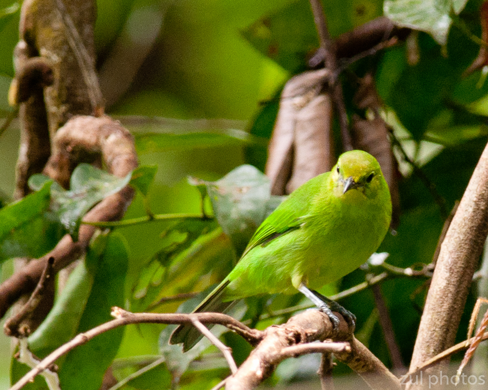 Zul Ya - Birds of Peninsular Malaysia: Lesser Green Leafbird