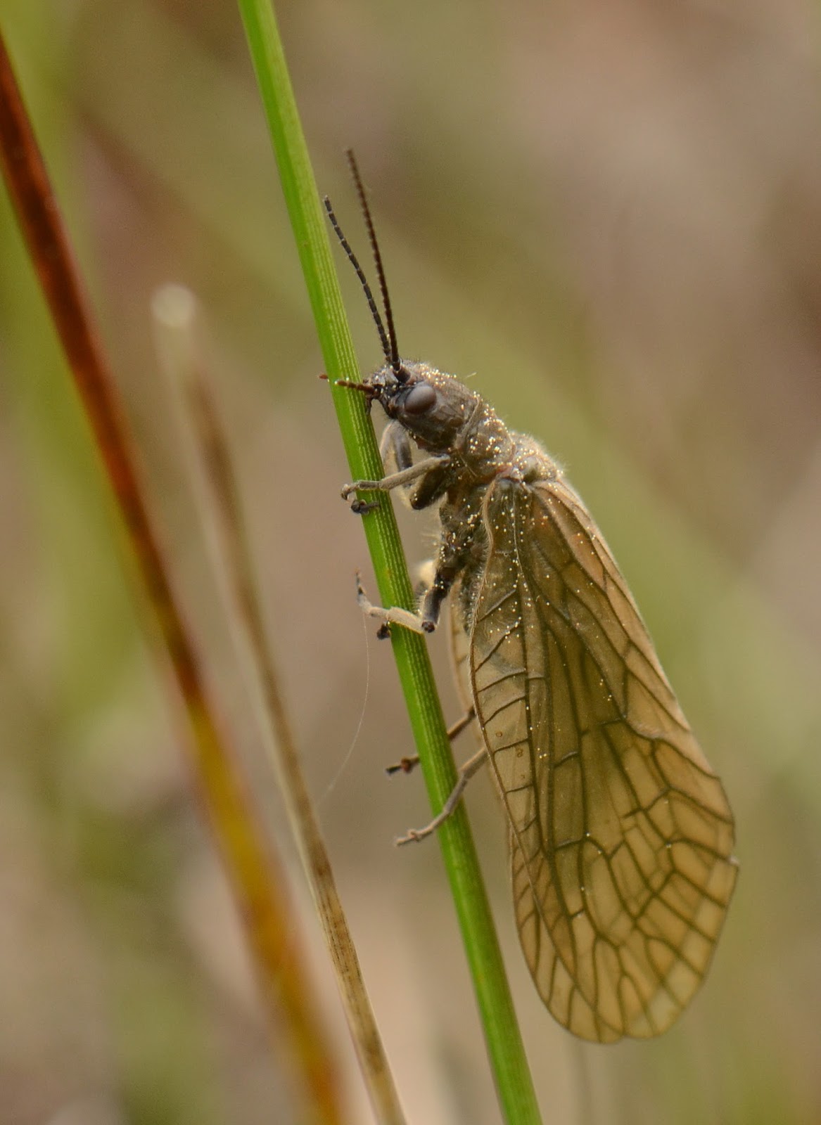 Bird and Bug Diaries...: Chartley Moss NNR