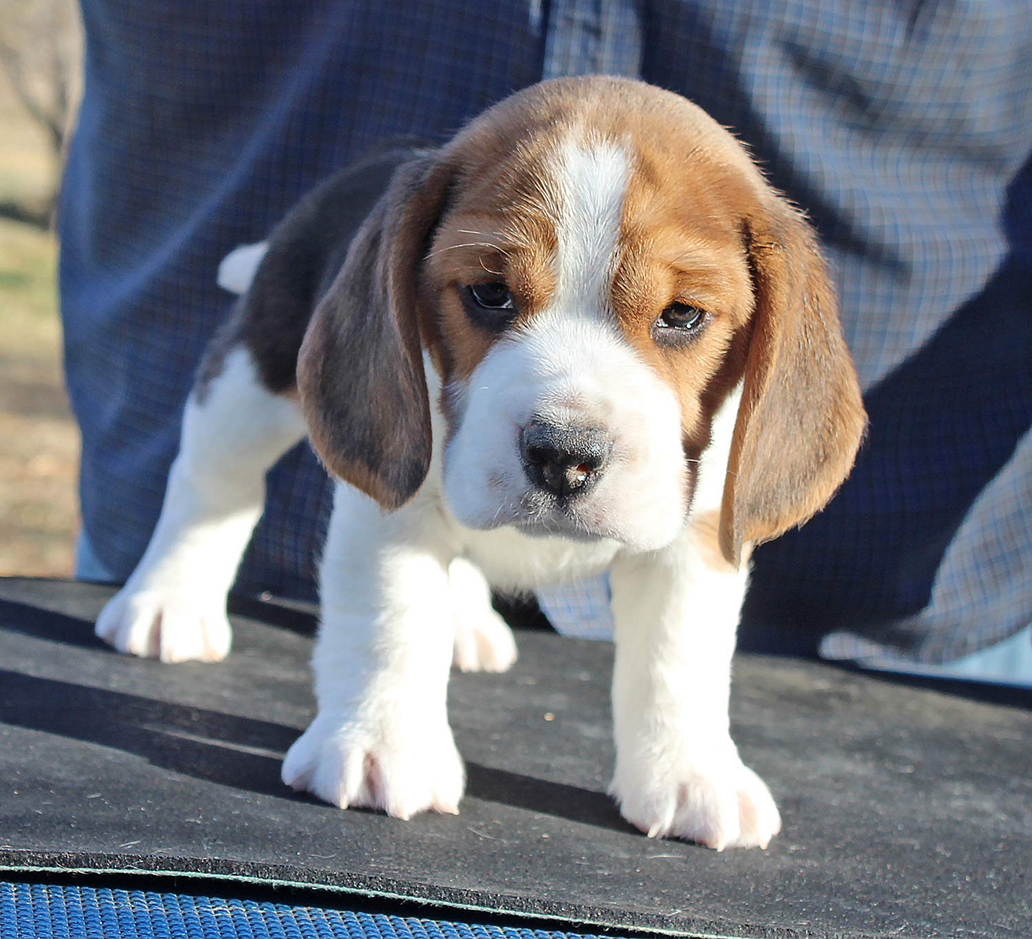 Lonesome Grove Beagles