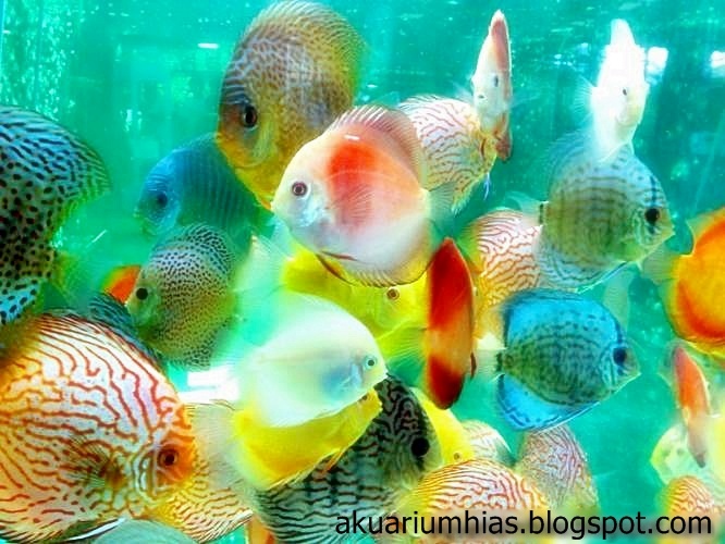 Ikan Discus - Akuarium Ikan Hias
