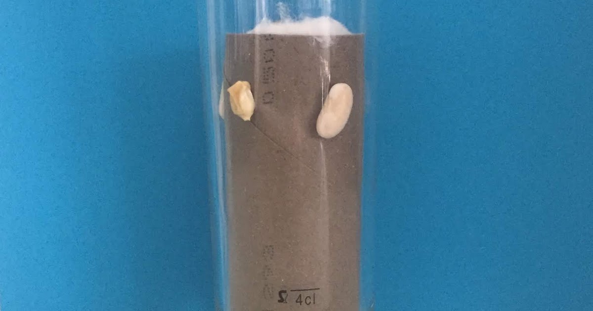 Das Keimen von Samen: Los geht es!