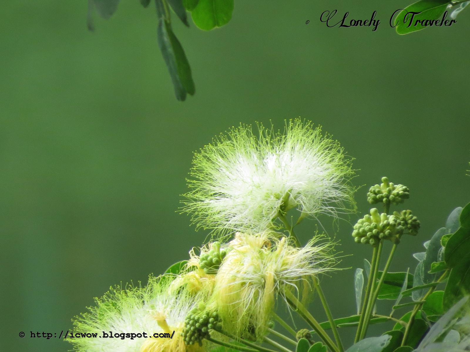 Shirish - Albizia lebbeck