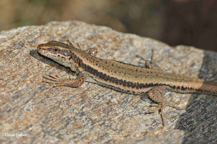 Nature alerte: 27/10/2015...UE: Les lézards européens menacés par le ...