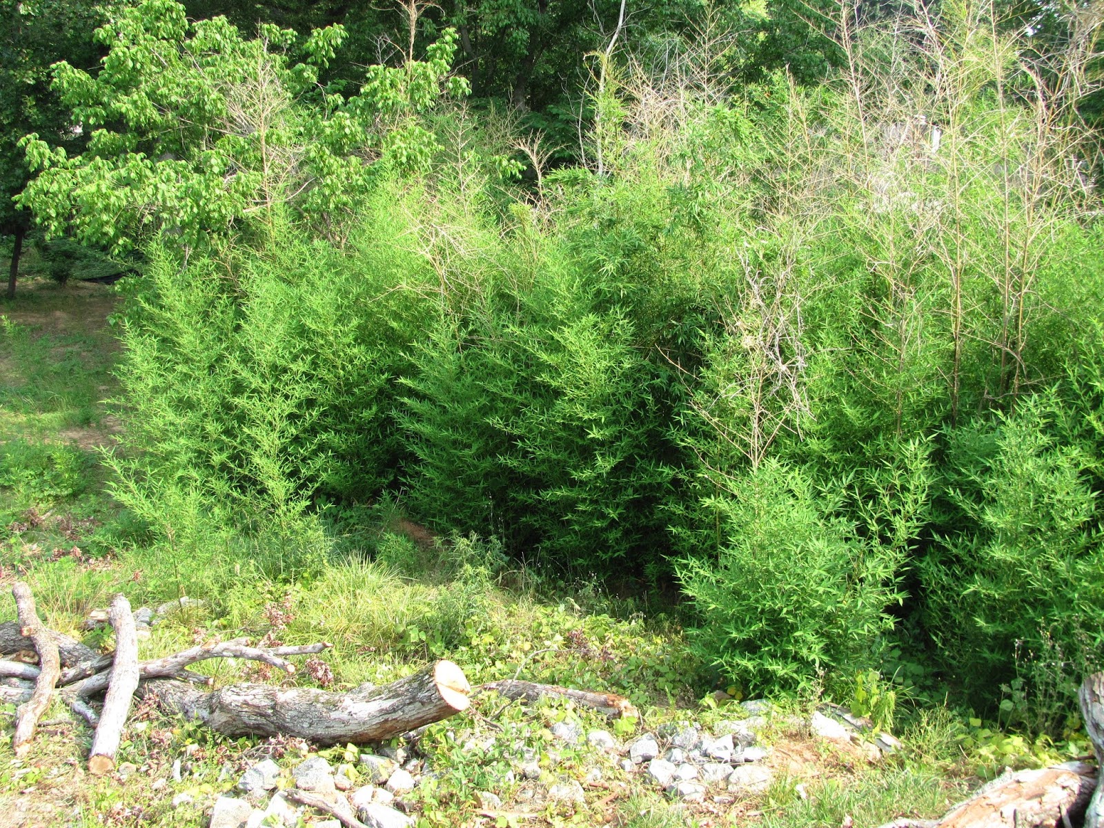 Gardening in Gwinnett: Controlling bamboo infestations takes time and ...