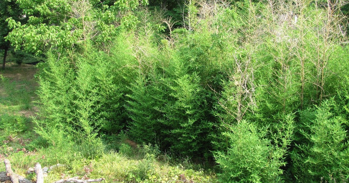 Gardening in Gwinnett: Controlling bamboo infestations takes time and ...