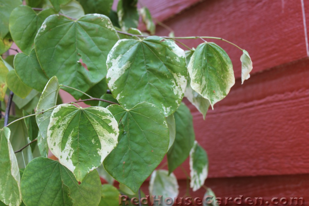 Red House Garden: The Variegated Weeping Redbud