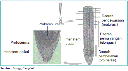 It's My Blog: Jaringan pada Tumbuhan