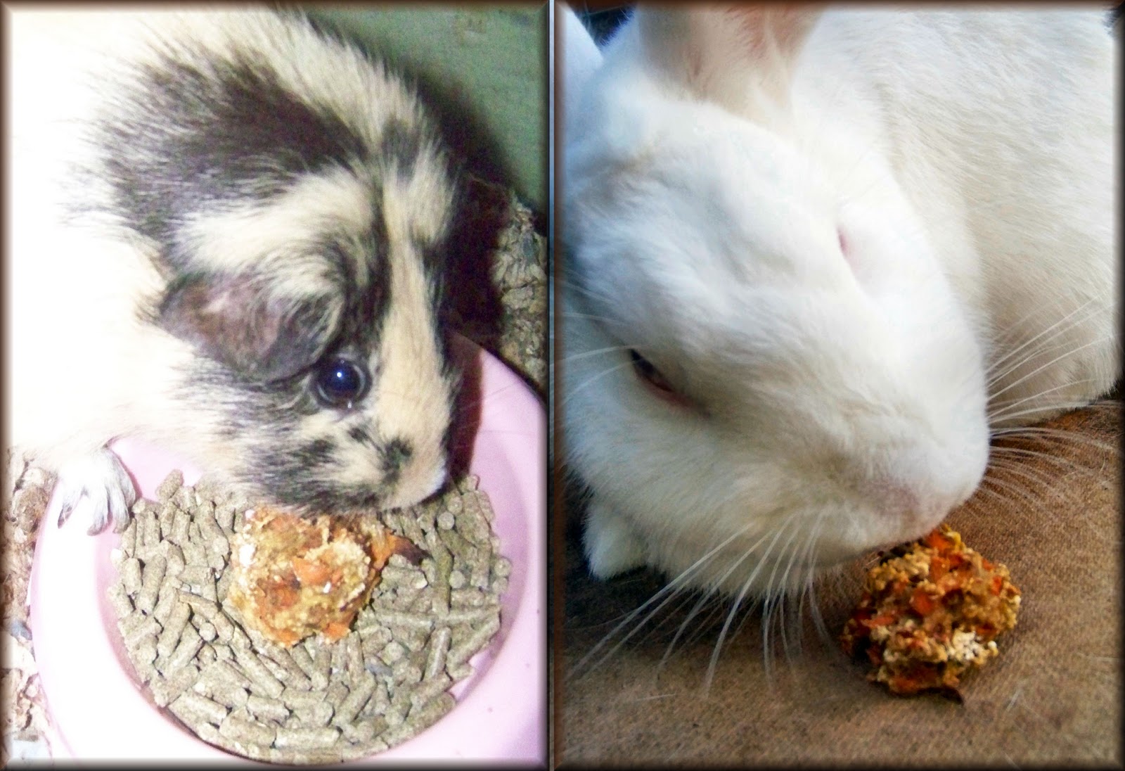 Recycled Soup: Furry Feeding Frenzy