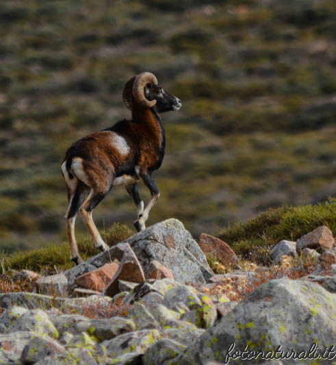 AmicoMario: IL MUFLONE: VERA ICONA DELLA SARDEGNA, COME I NURAGHI. LO ...