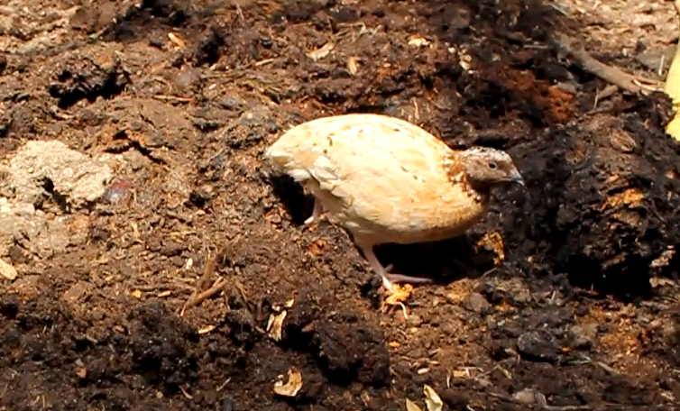 Colours of Coturnix Japonica Quail Part Two - The Golden | The Holistic ...