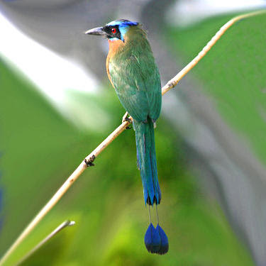 EL SALVADOR DE AYER Y HOY: TOROGOZ, ave nacional de El Salvador ...