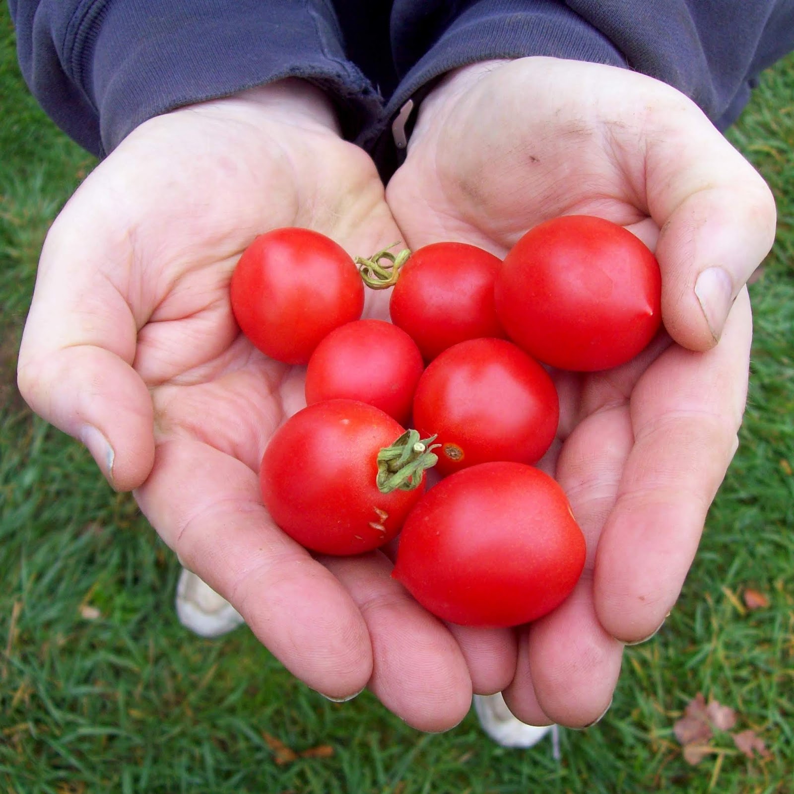 The Sharing Gardens : Paste-Tomato Varieties and Peppers We Grow