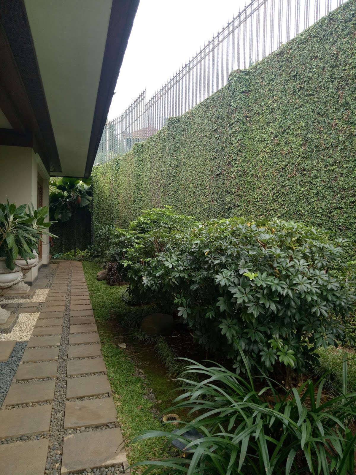 JUAL TANAMAN RAMBAT PACAR TEMBOK ~ SINOX NURSERY