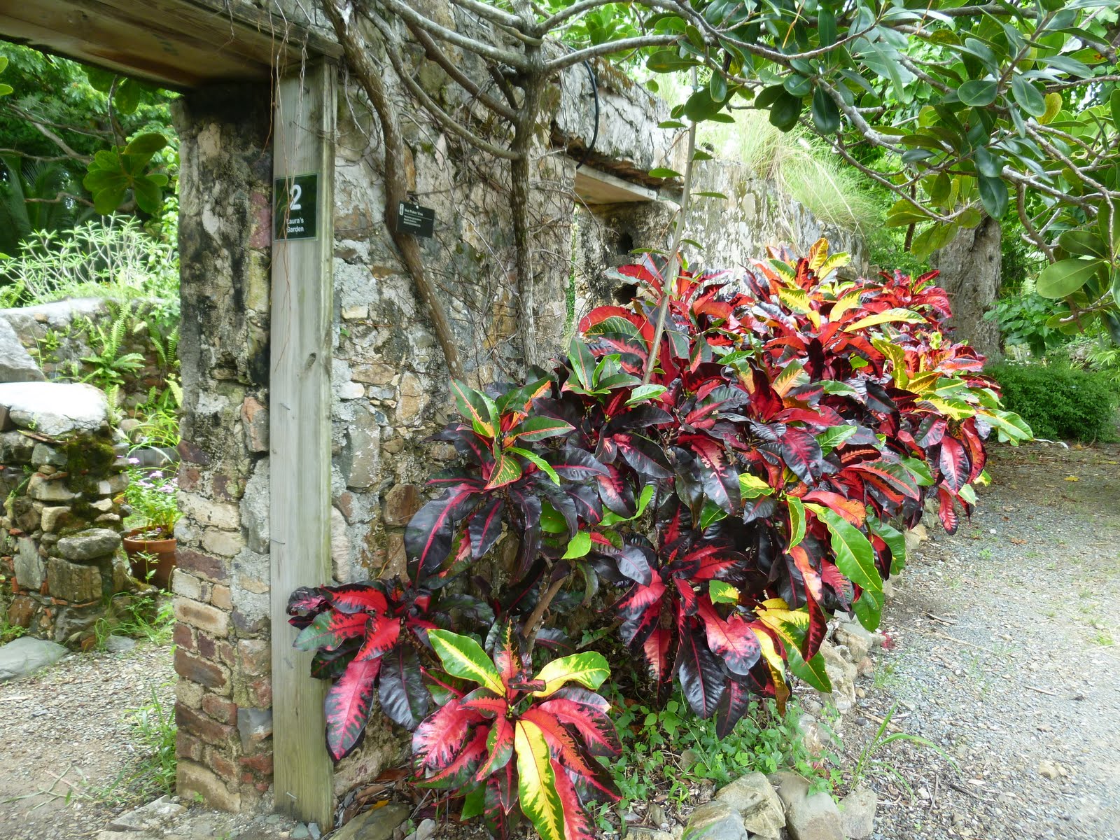 Chapter 2: St Croix: Mango Melee 2011
