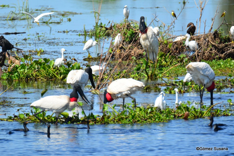 Aves de Lobería.: El bañado La Estrella- Formosa.